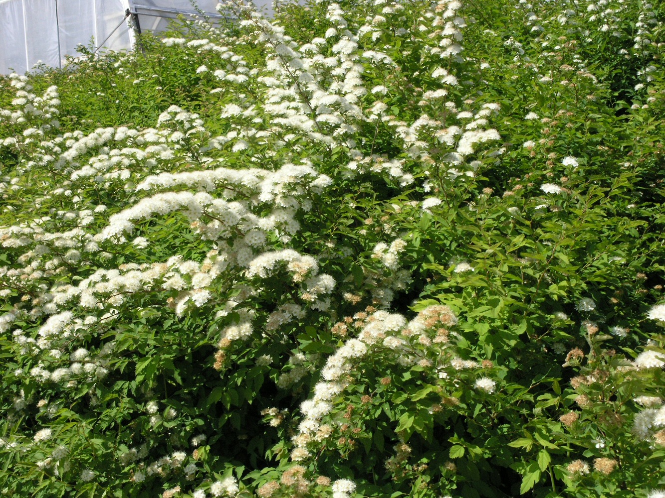 Spiraea chamaedryfolia - Tahvoset
