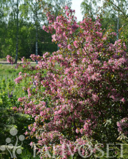 SUSANNA MARJAOMENAPENSAS ; At 3 L - Puutarha Tahvoset