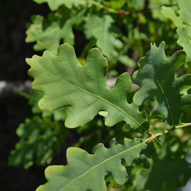 Tuoteryhmät - Puutarha Tahvoset