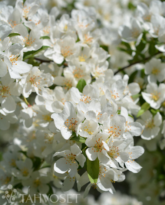 MARJAOMENAPENSAS rungollinen ; 150-200, At 7,5 L - Puutarha Tahvoset