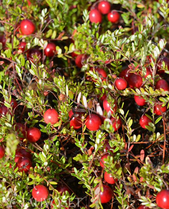ISOKARPALO laatikko ; 40x60 cm ltk - Puutarha Tahvoset